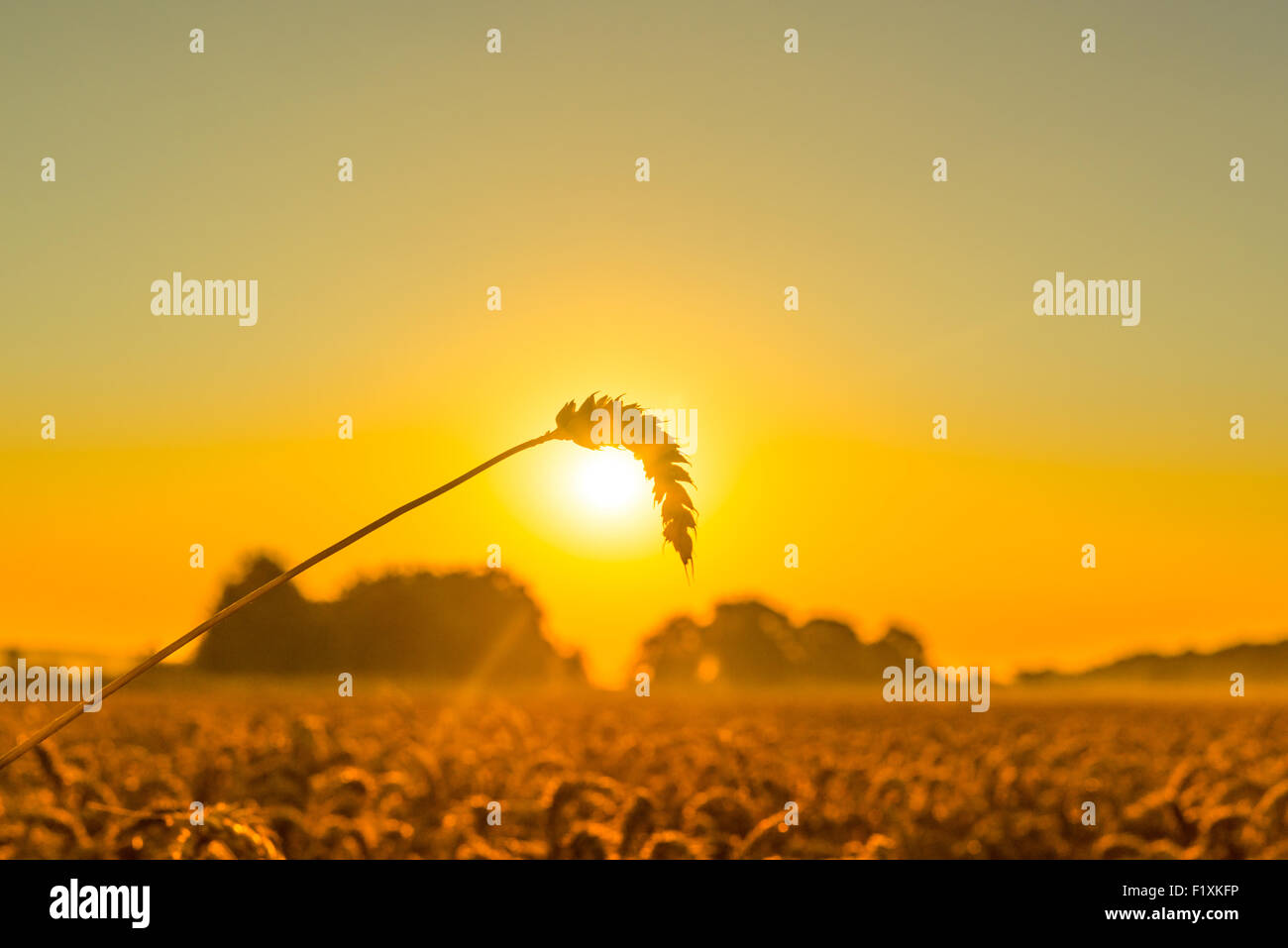 Wheat in the sunrise in the morning Stock Photo - Alamy