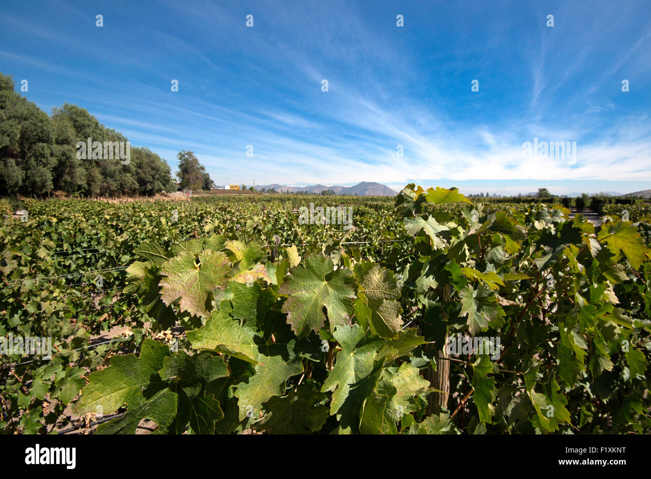 Vineyard Concha y Toro, Chile Stock Photo - Alamy