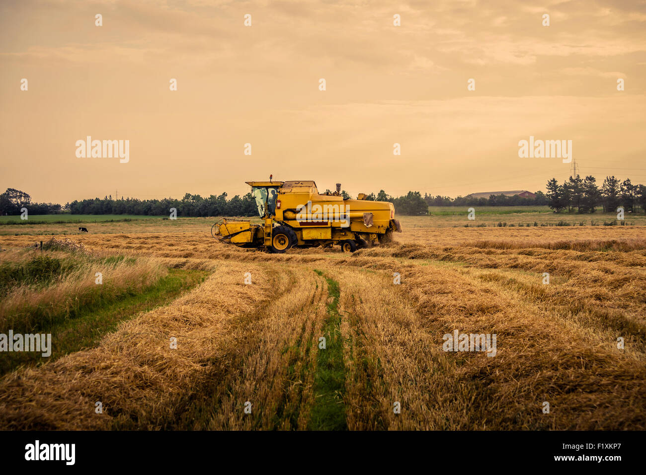 Yellow harvester driving on a field in the summer Stock Photo - Alamy