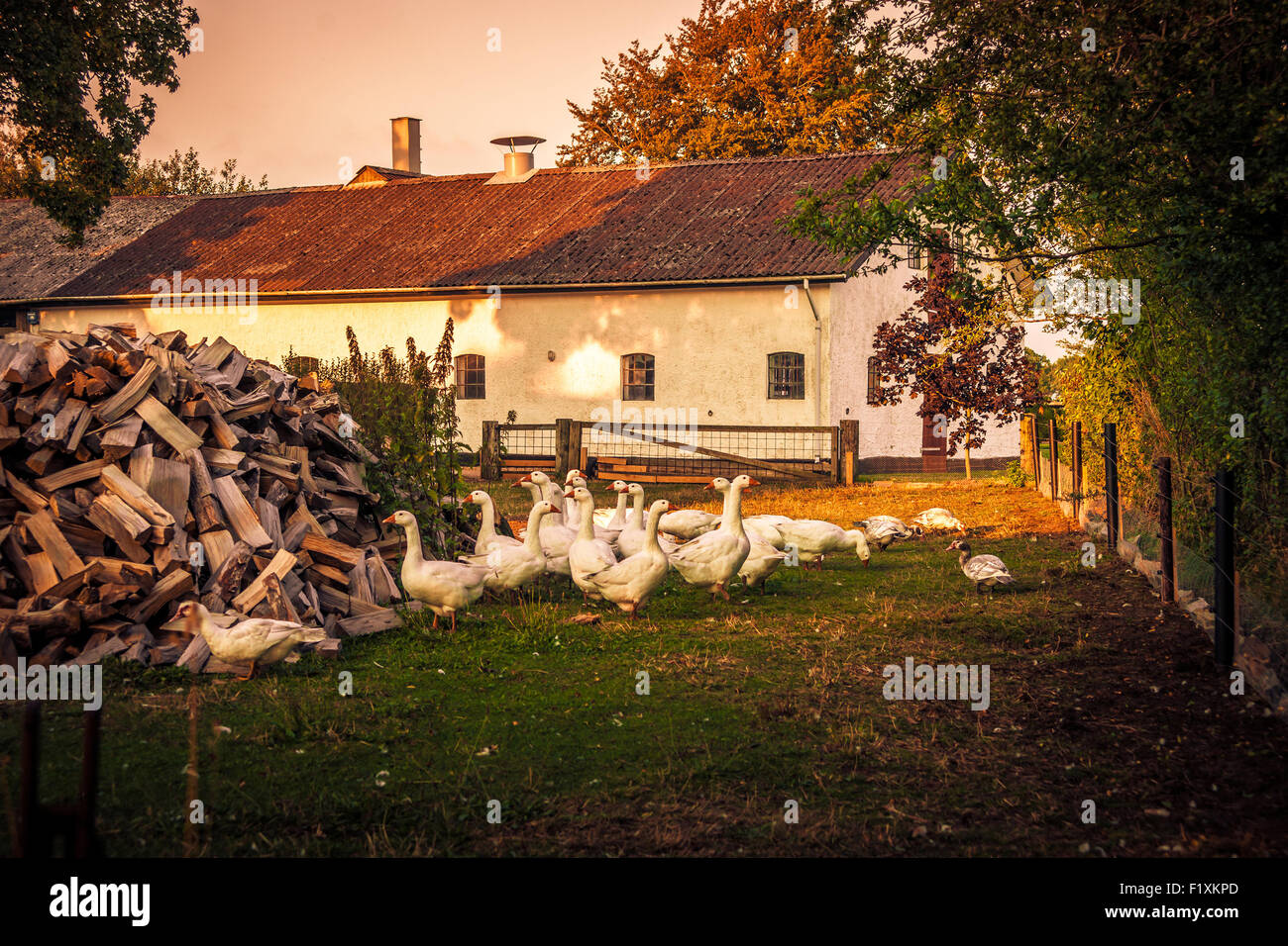 Geese at a idyllic farm house in a countryside Stock Photo - Alamy