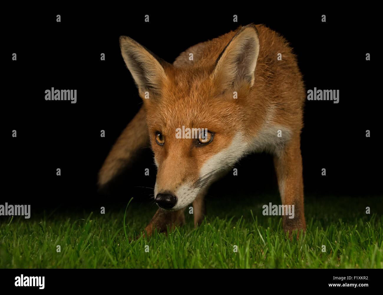 Red fox vulpes vulpes scotland hi-res stock photography and images - Alamy