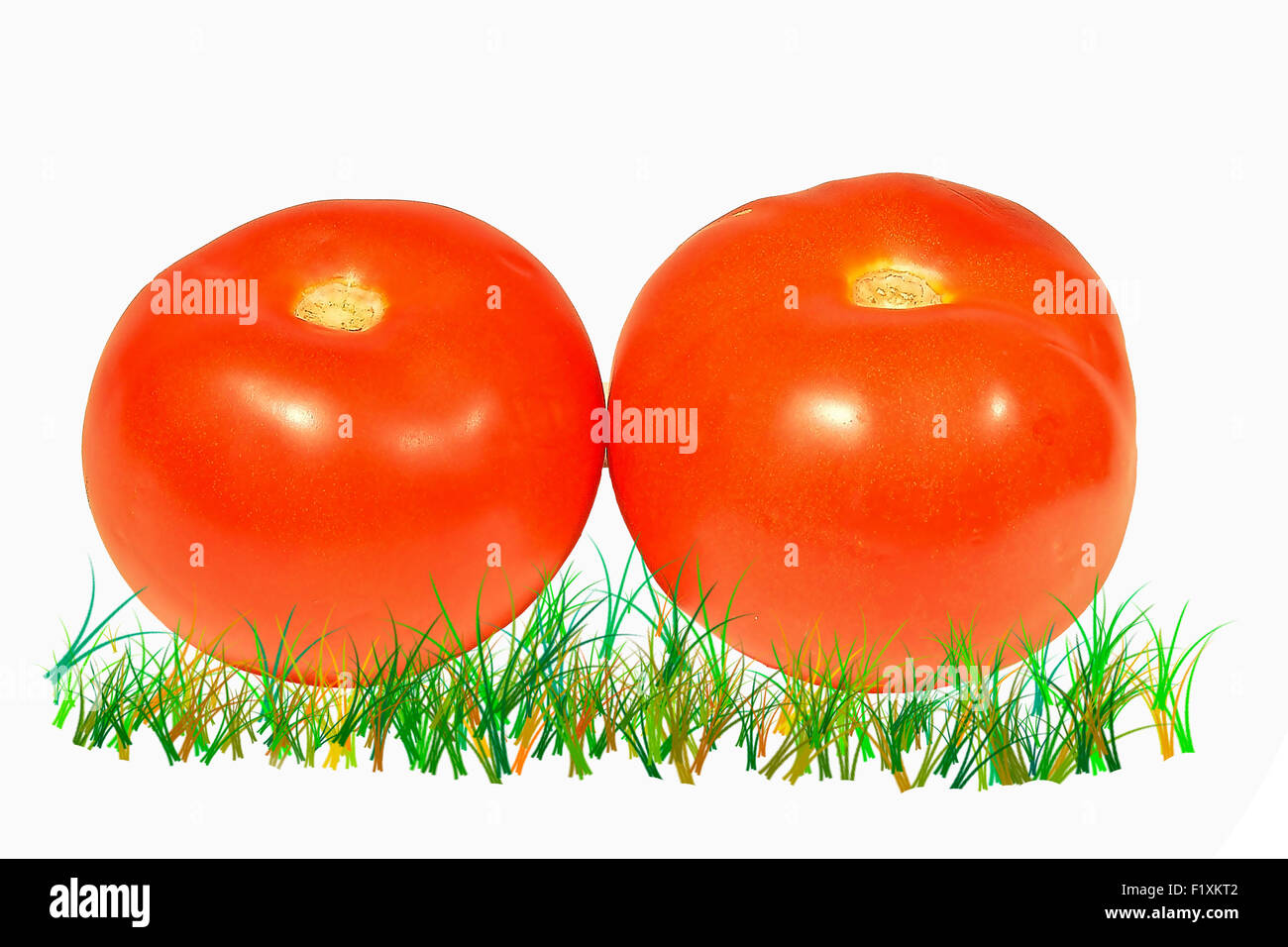 Tomato cultivation Cut Out Stock Images & Pictures - Alamy