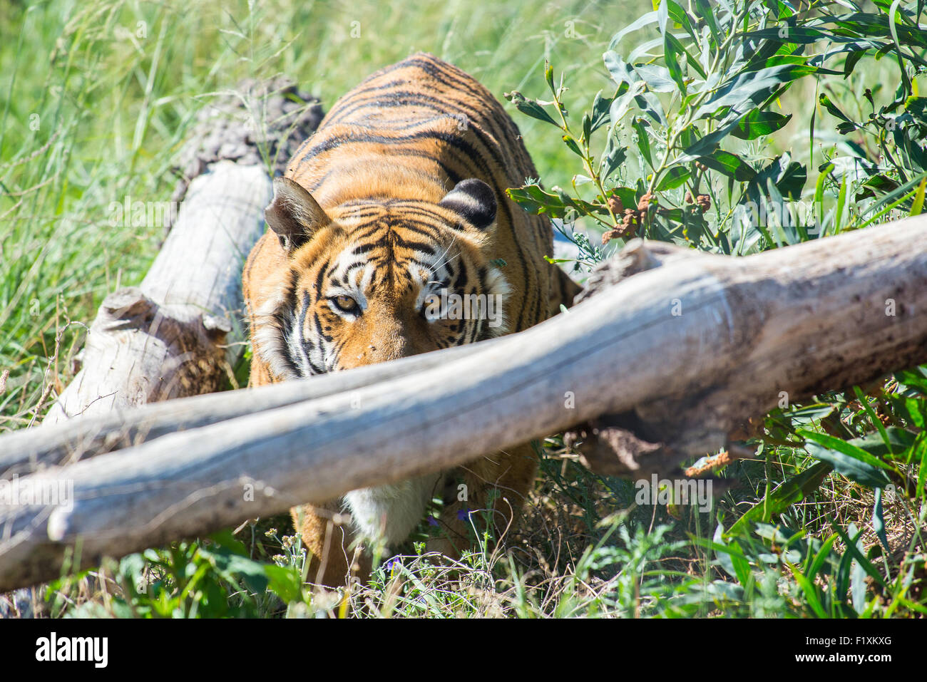 Tiger hunched looking at camera Stock Photo - Alamy