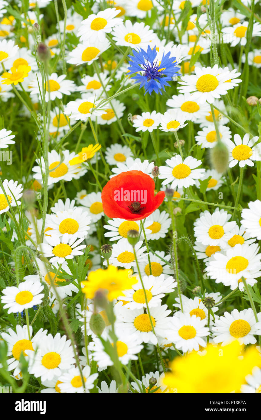 Summer wildflower meadow Stock Photo - Alamy