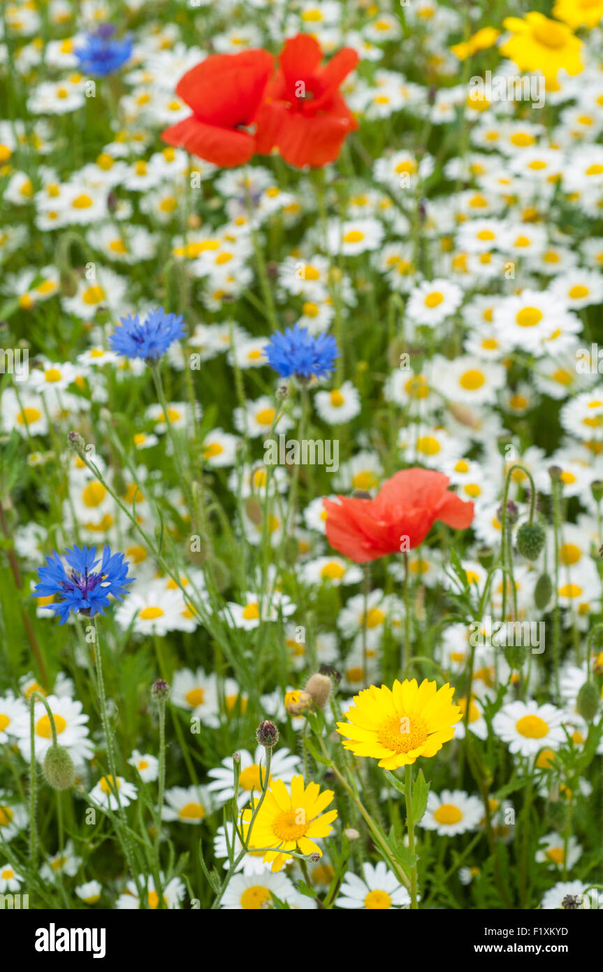 Summer wildflower meadow Stock Photo - Alamy