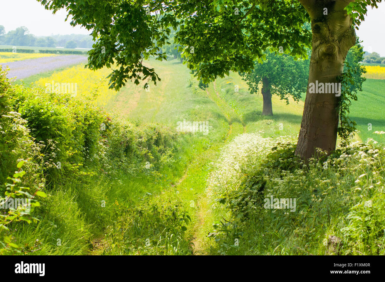 Summer grassy lane with hedgerows and tree Stock Photo - Alamy