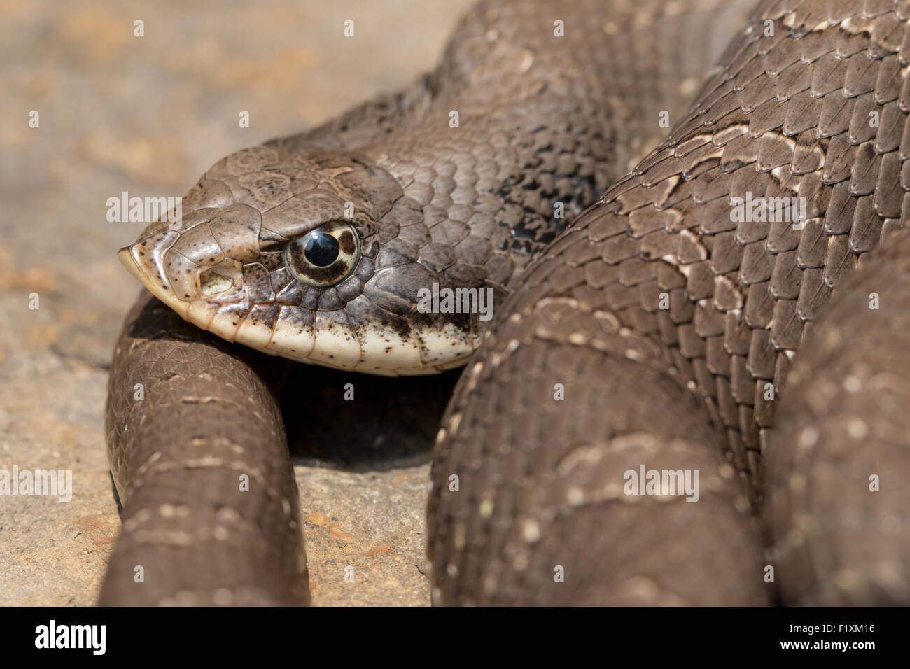 Defensive eastern hognose snake - Heterodon platyrhinos Stock Photo - Alamy