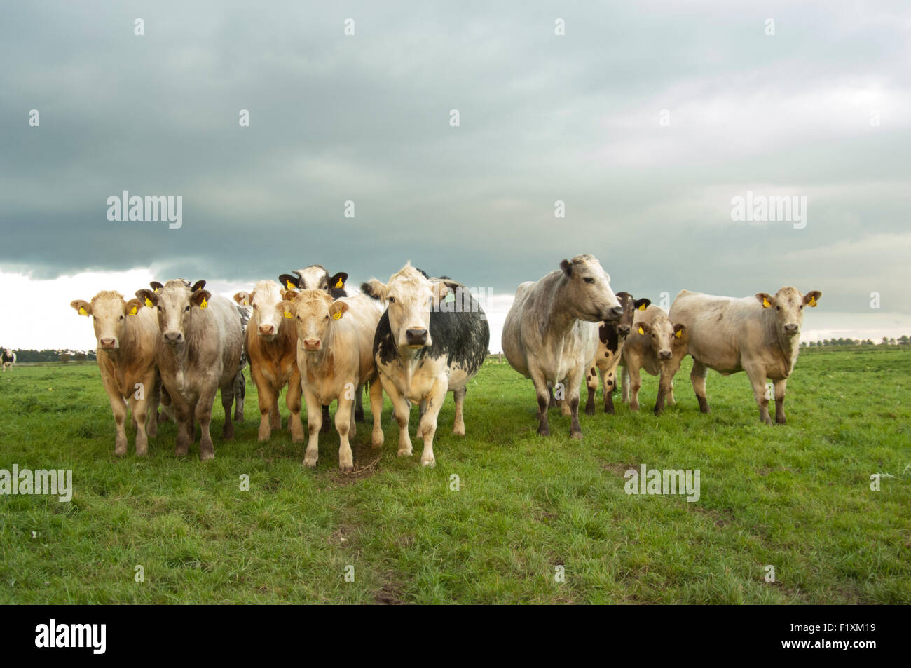 Beef cattle, outside on grassland Stock Photo - Alamy