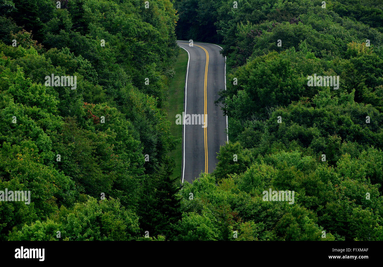 Road disappearing into trees Stock Photo - Alamy