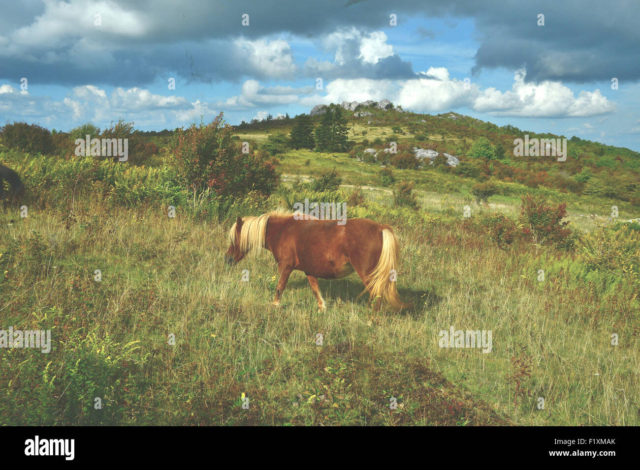 Wild ponies graze at Grayson Highlands State Park in Virginia. Grayson ...