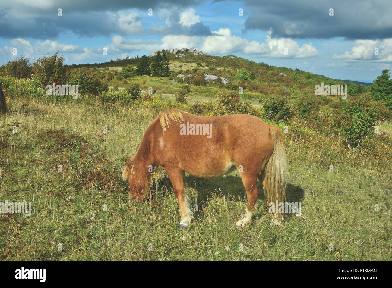 Wild ponies graze at Grayson Highlands State Park in Virginia. Grayson ...