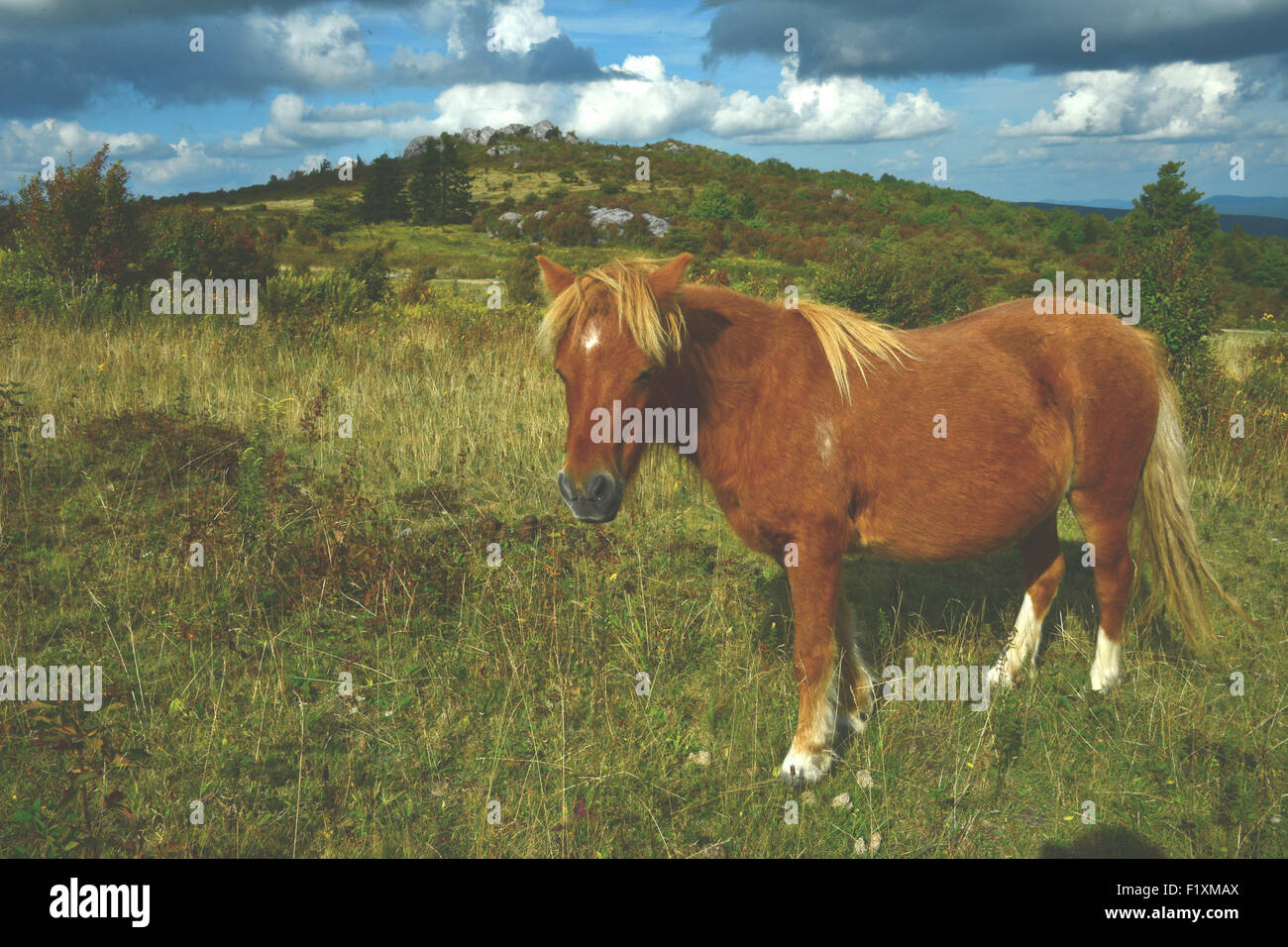 Grayson highlands state park hi-res stock photography and images - Alamy
