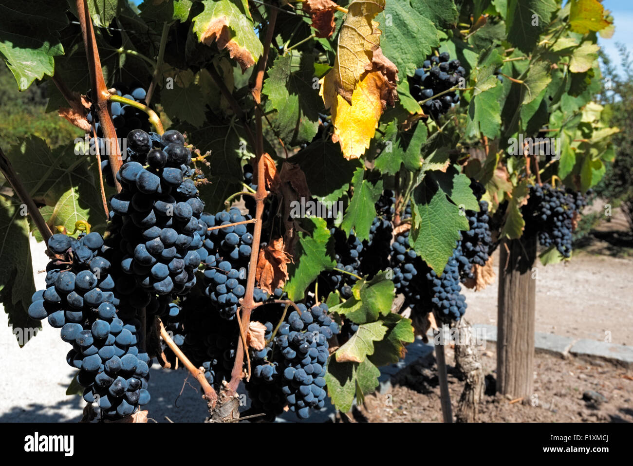 Largest Grape Vine High Resolution Stock Photography and Images - Alamy