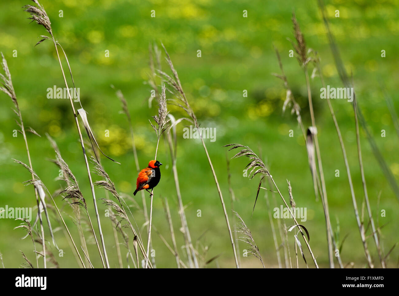Male red bishop hi-res stock photography and images - Alamy