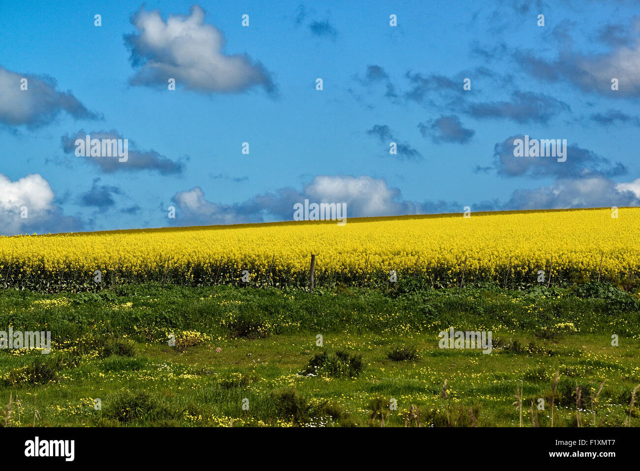 South Africa, rape field, Brassica napus arvensis Stock Photo - Alamy