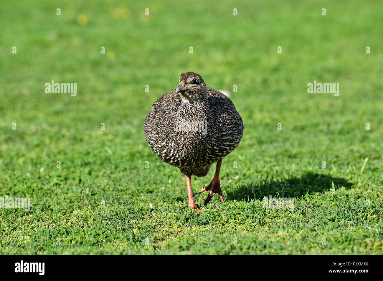 South Africa, De Hoop Nature Reserve, female Cape Francolin or Cape ...