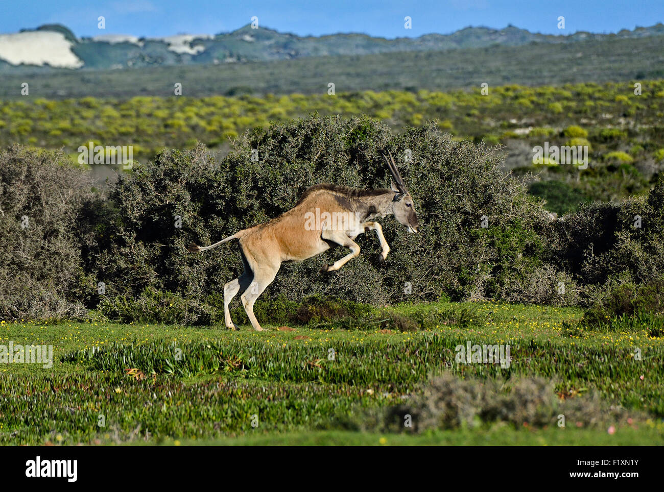 Jumping eland hi-res stock photography and images - Alamy