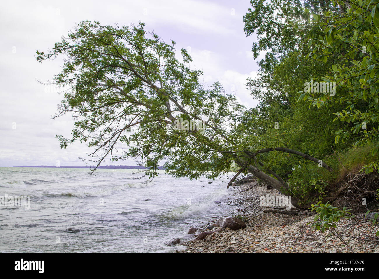the tree inclined over the sea Stock Photo - Alamy