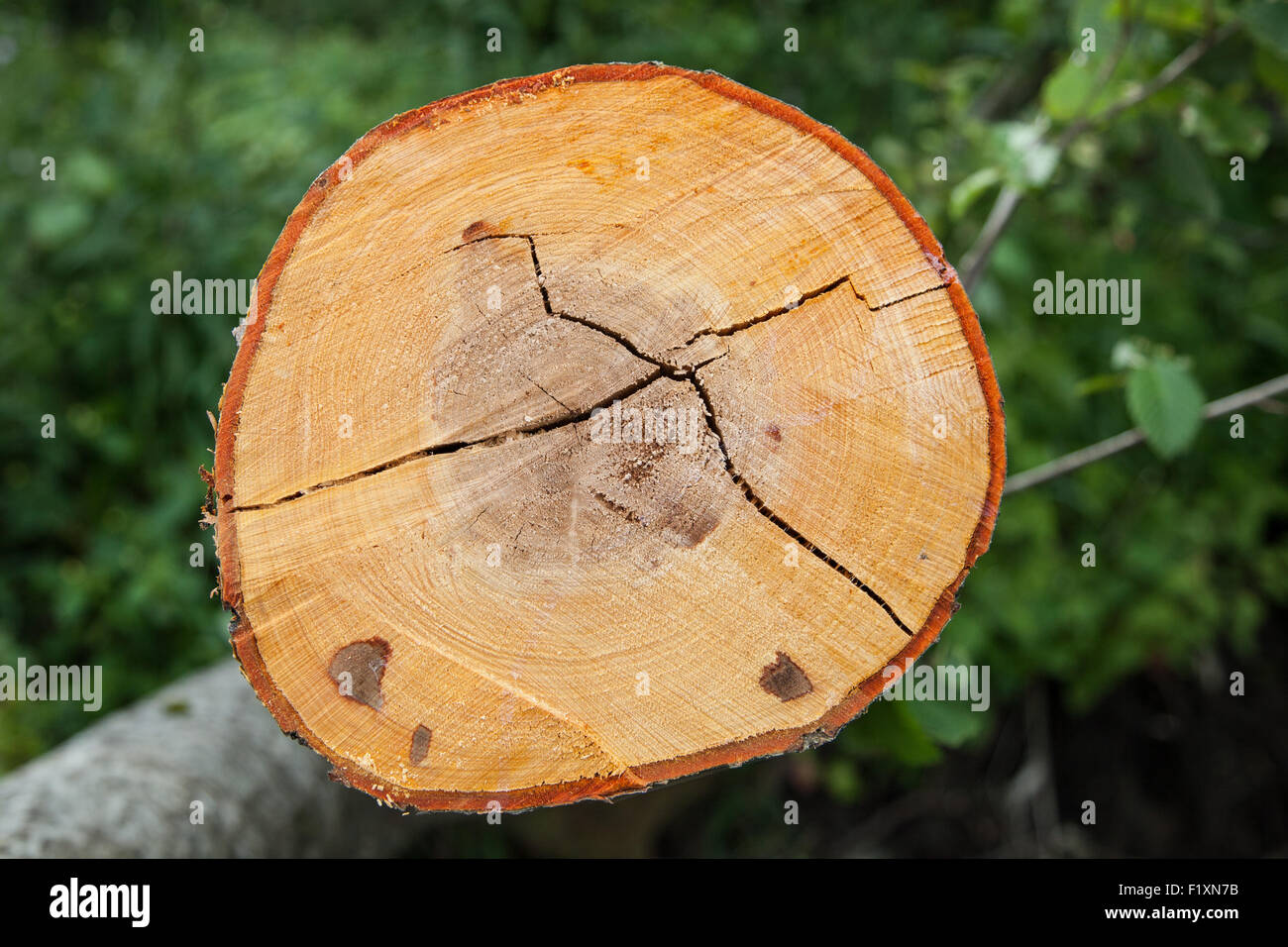 Texture of the cut tree Stock Photo - Alamy