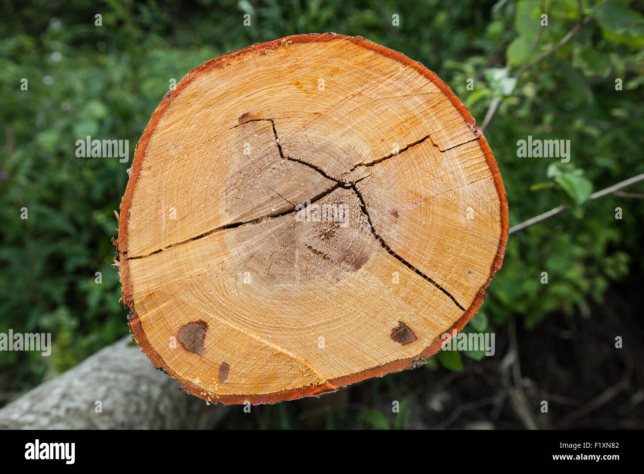 Texture of the cut tree Stock Photo - Alamy