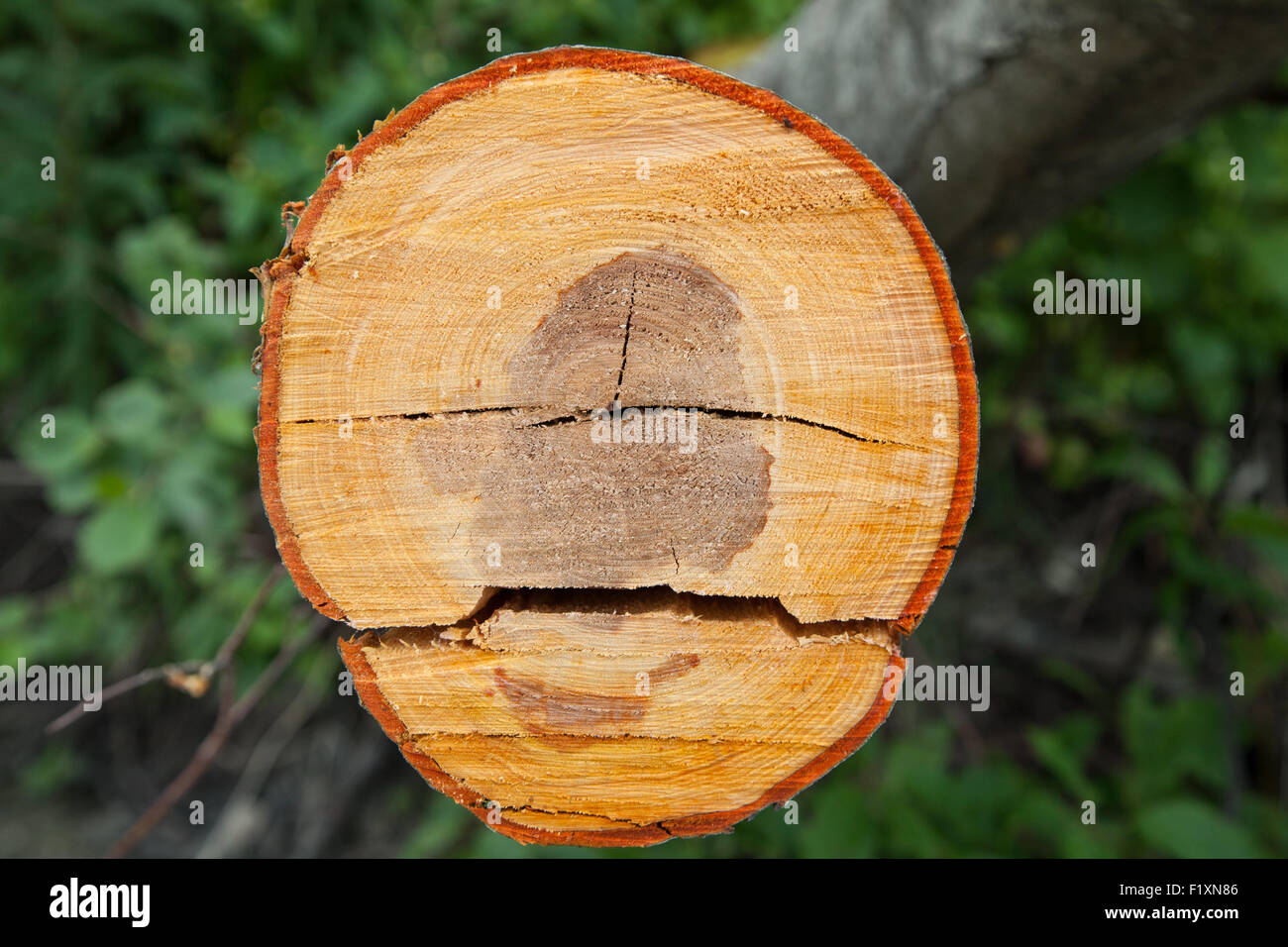 Cut tree texture hi-res stock photography and images - Alamy