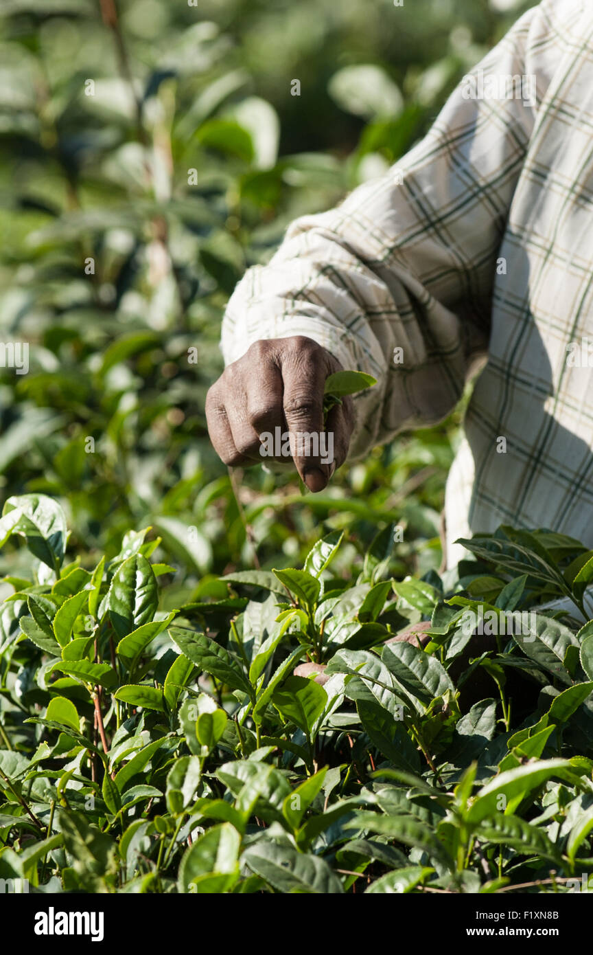 Indian tea picker hi-res stock photography and images - Alamy