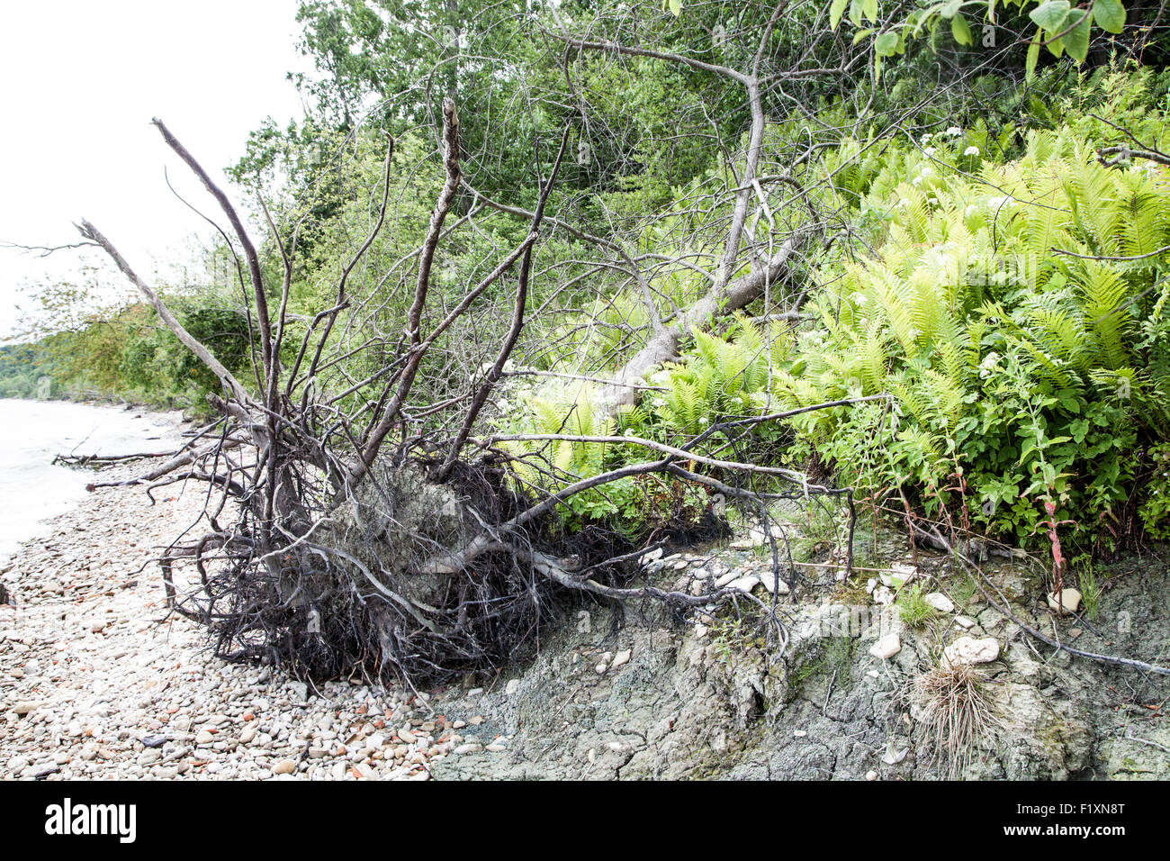 River bank tree root roots hi-res stock photography and images - Alamy