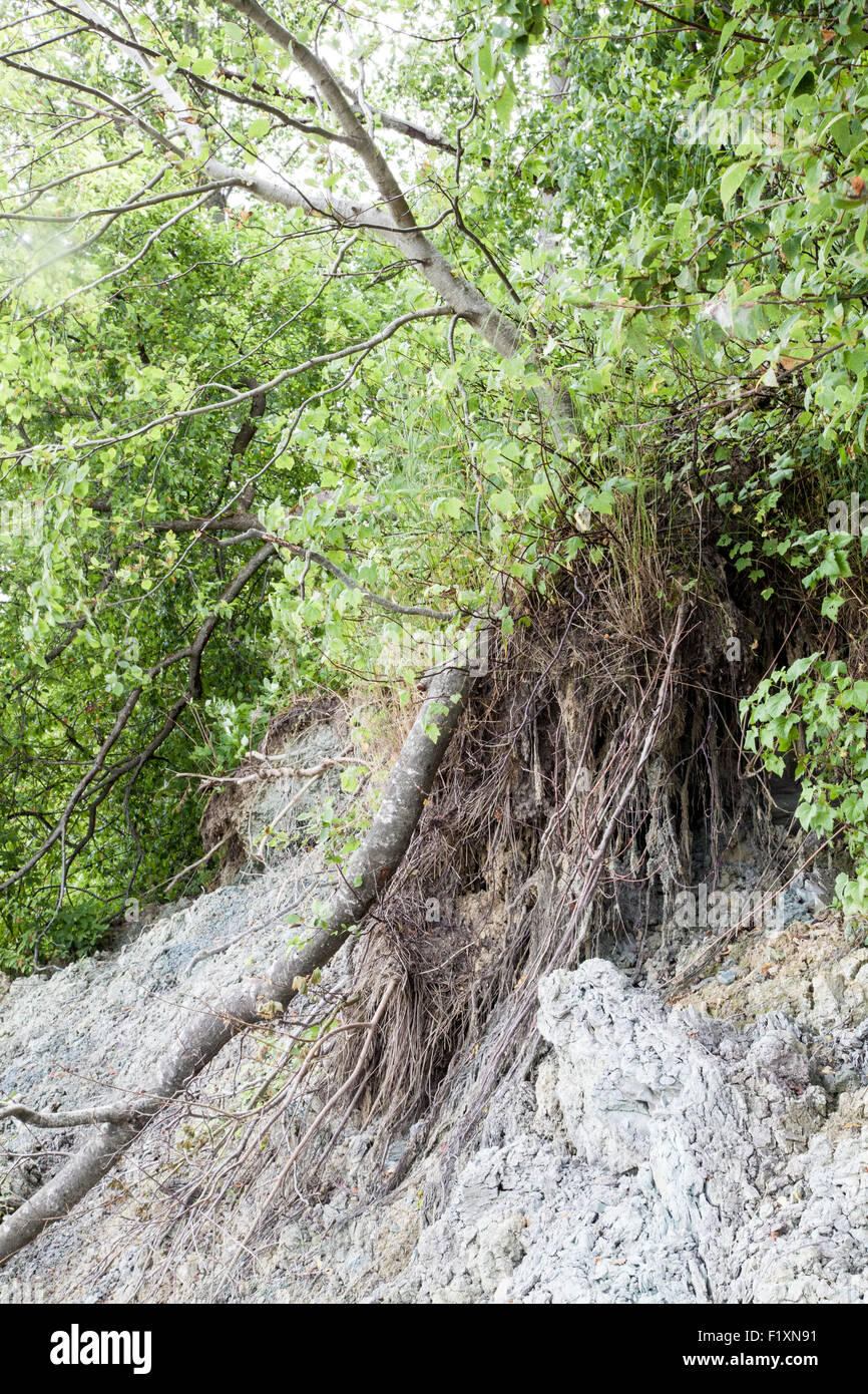 River bank tree root roots hi-res stock photography and images - Alamy