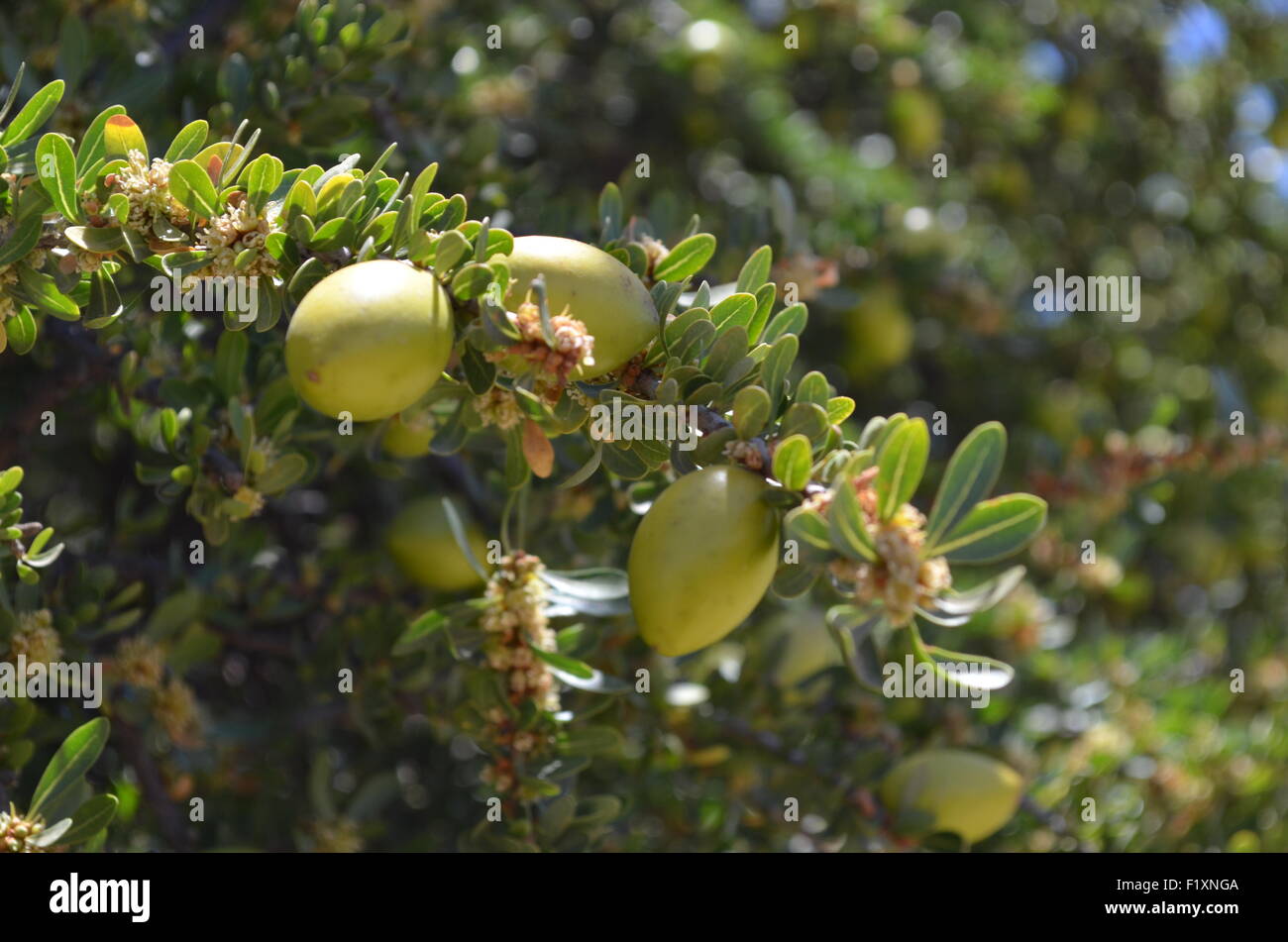 Argan nuts in a tree Stock Photo - Alamy
