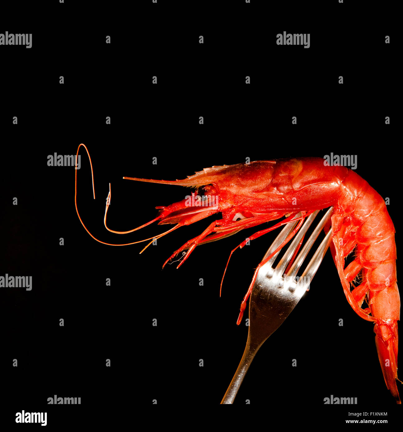 fresh red shrimp Stock Photo - Alamy