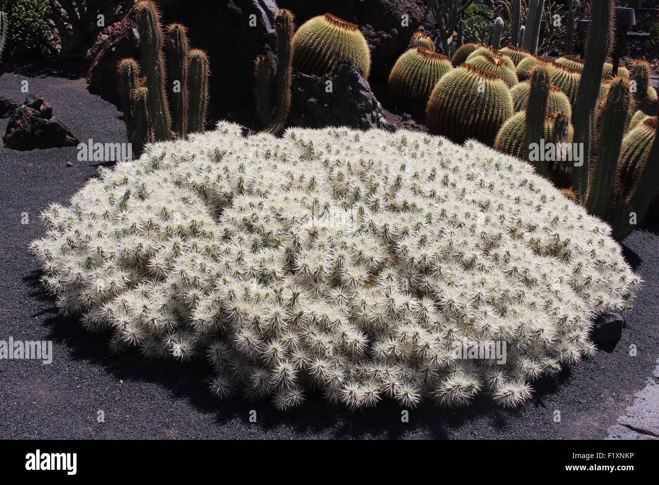 White fluffy cactus Stock Photo - Alamy