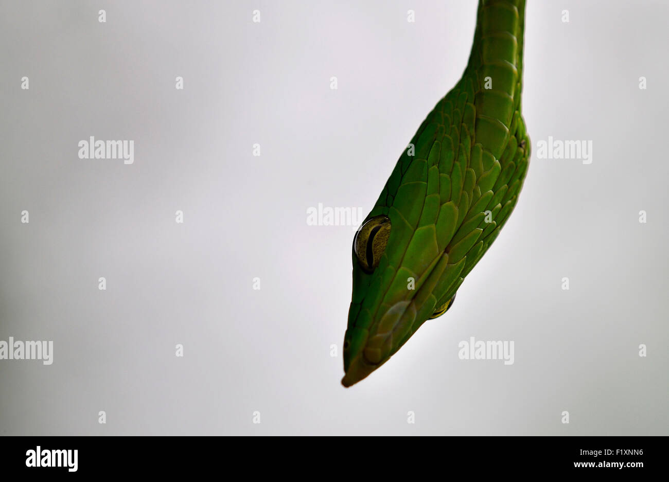 Snake scales hi-res stock photography and images - Alamy