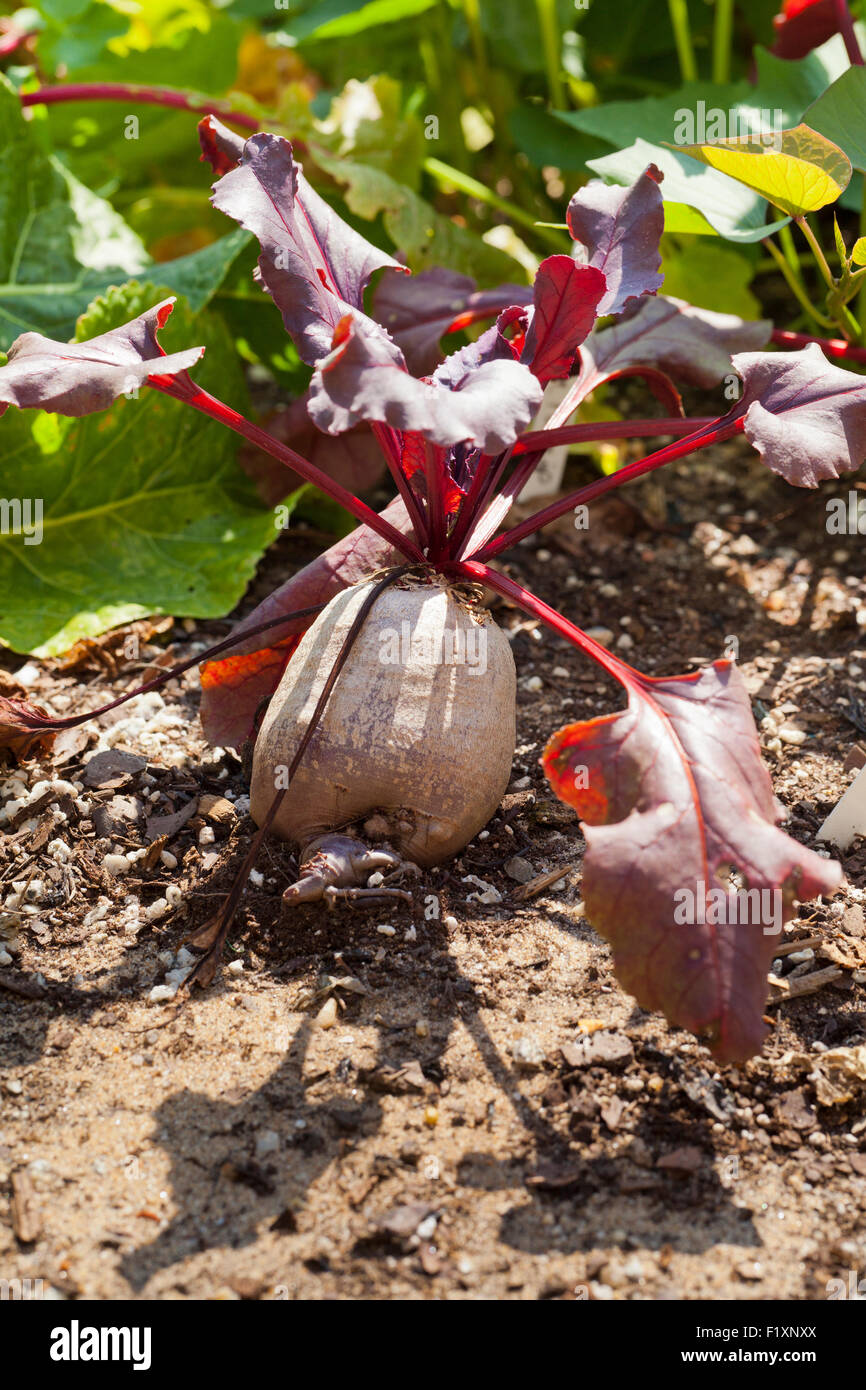 Bull's Blood Giant ornamental beet (Beta vulgaris) in garden Stock ...