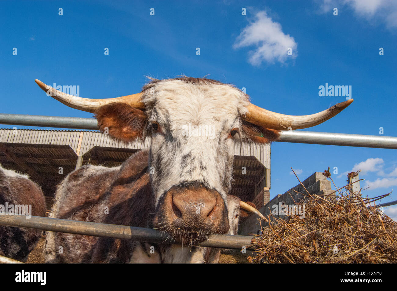 Wet Nose High Resolution Stock Photography and Images - Alamy