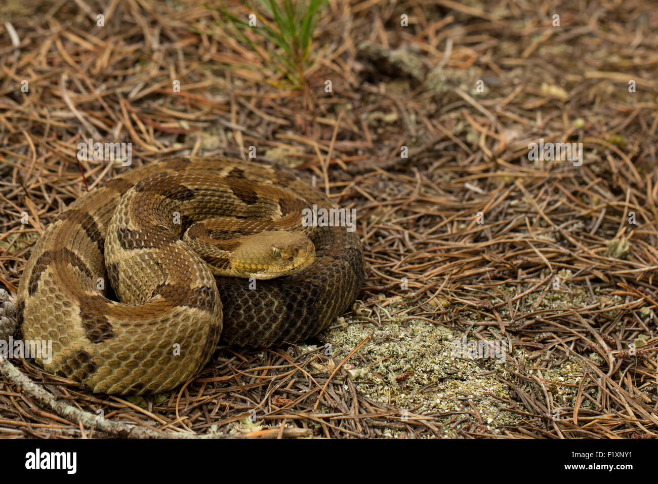Young Timber Rattlesnake Outside Its Den Crotalus