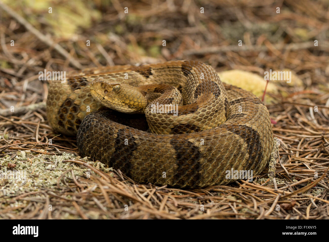 Young timber rattlesnake - Crotalus horridus Stock Photo - Alamy