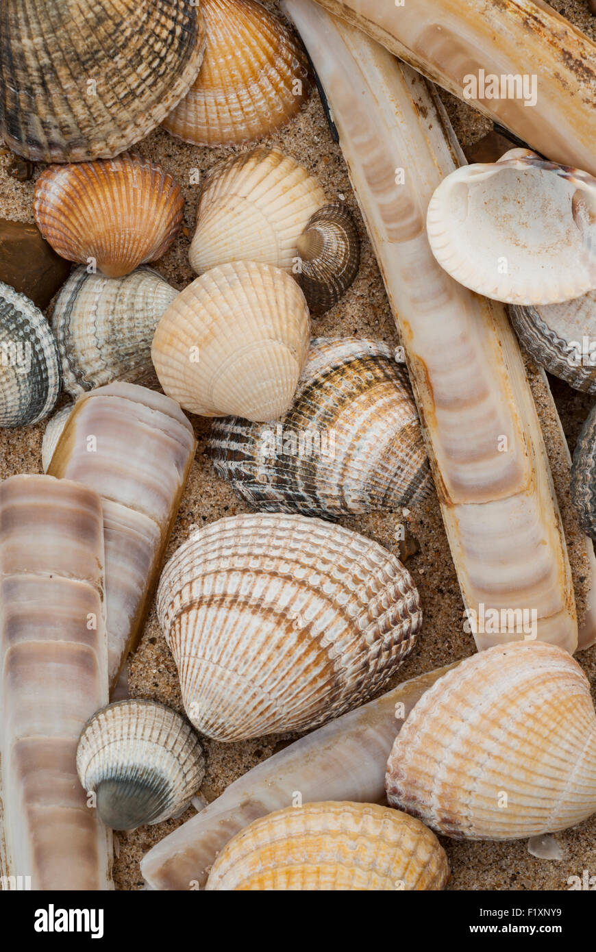 Cockle and Razor Shells Stock Photo - Alamy