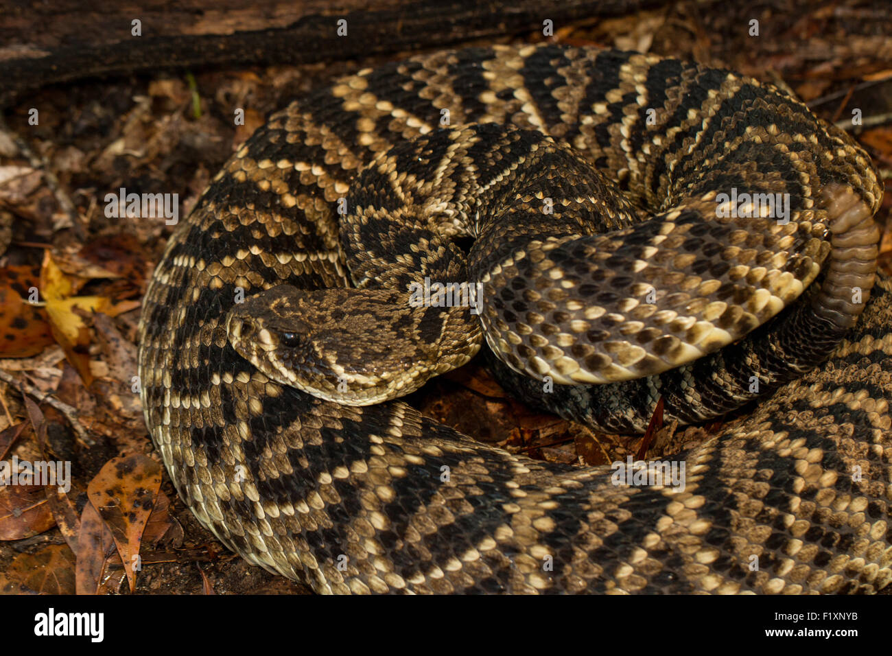 Large eastern diamondback rattlesnake - Crotalus adamanteus Stock Photo ...