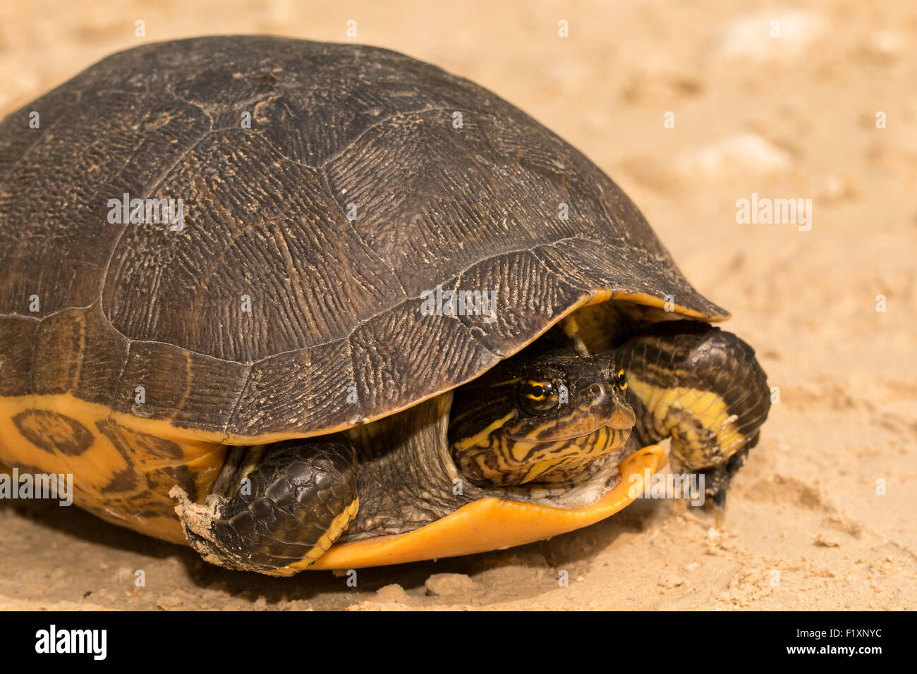 Chicken turtle hi-res stock photography and images - Alamy