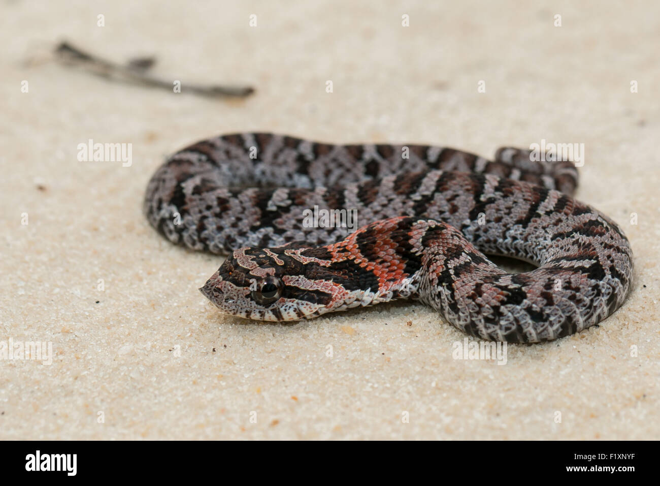 Neonate eastern hognose snake - Heterodon playrhinos Stock Photo - Alamy
