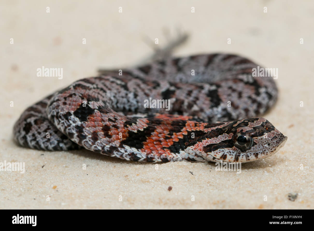 Spreading adder hi-res stock photography and images - Alamy