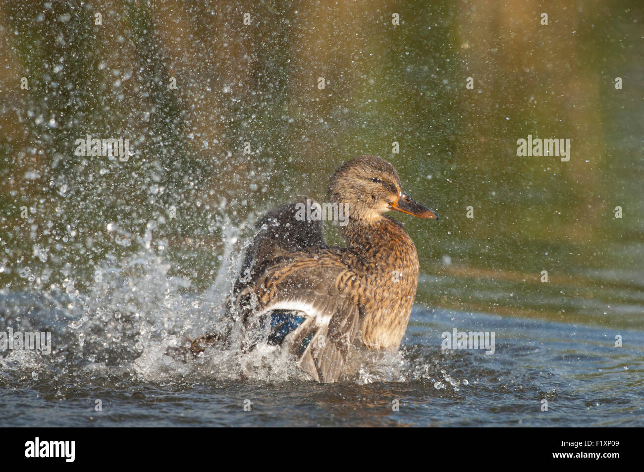 Mallard splashing hi-res stock photography and images - Alamy