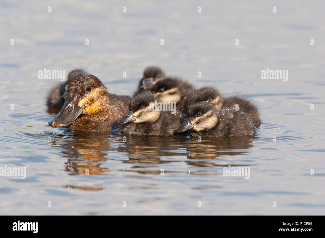 Duck with ducklings on water Stock Photo - Alamy