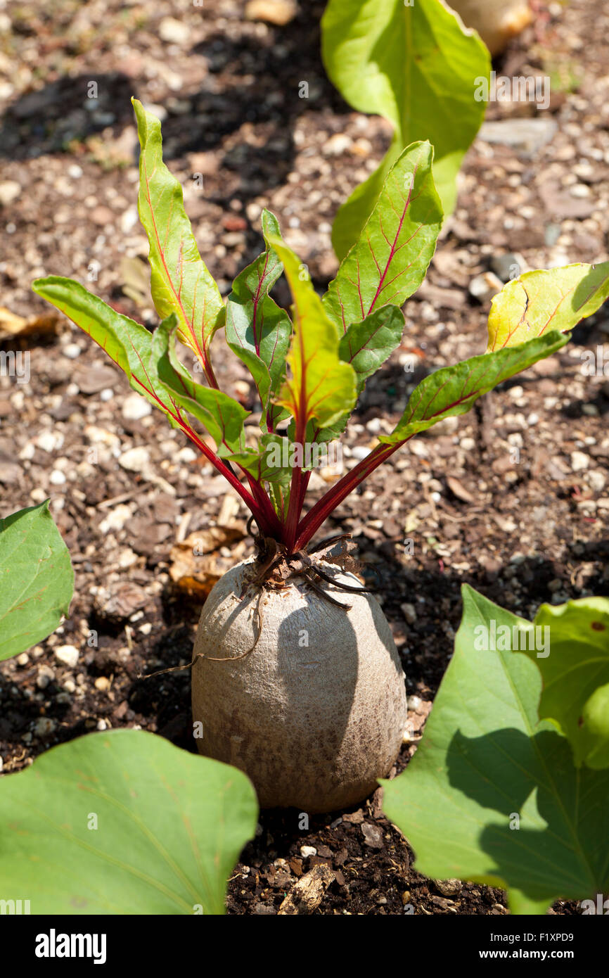 Beta vulgaris hi-res stock photography and images - Alamy