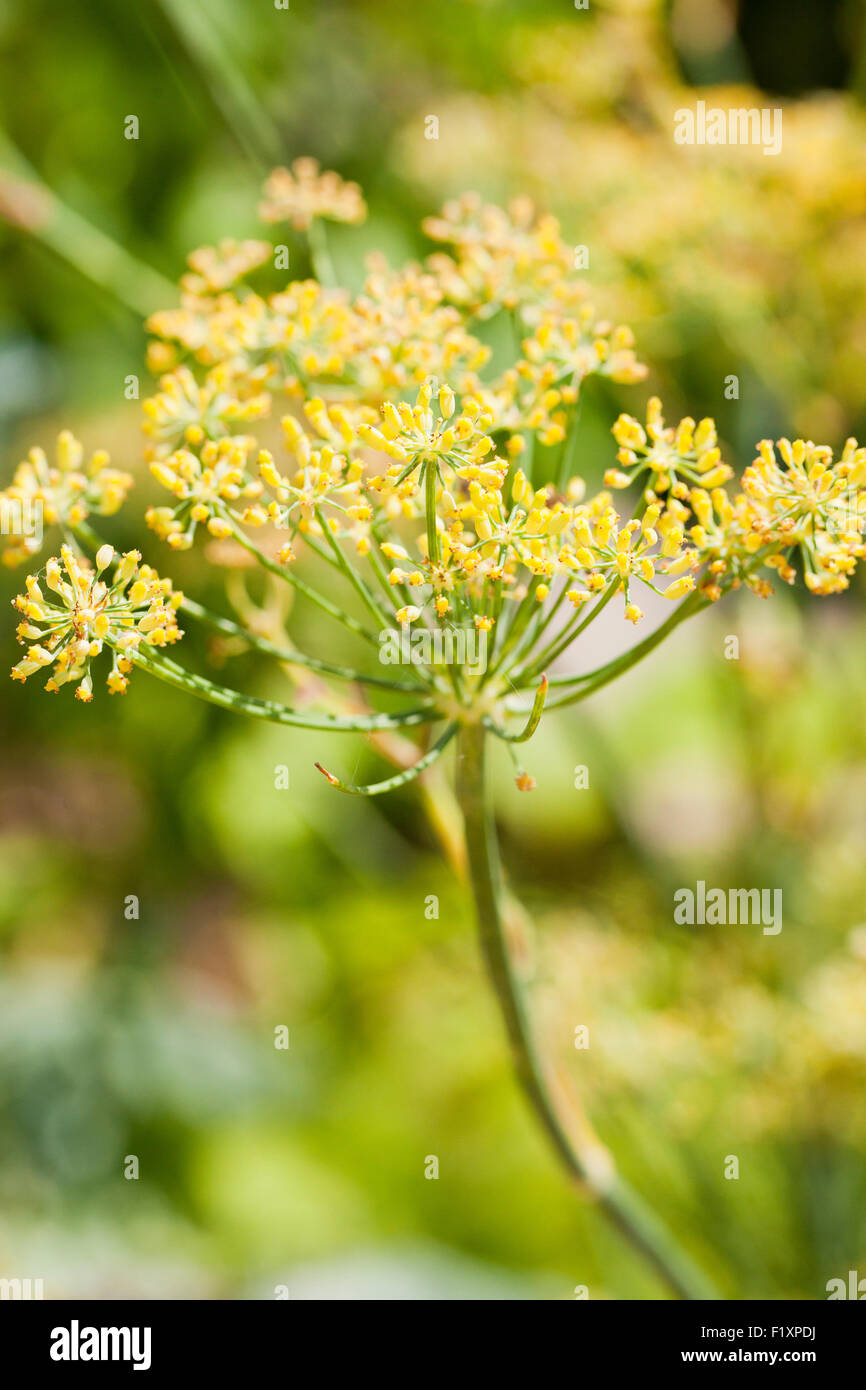 Fennel flowers (Foeniculum vulgare Stock Photo - Alamy
