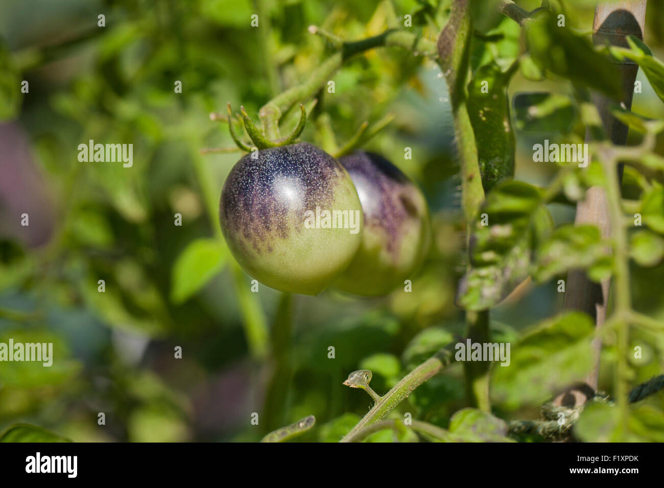 Indigo Cherry Tomatoes Stock Photo - Alamy