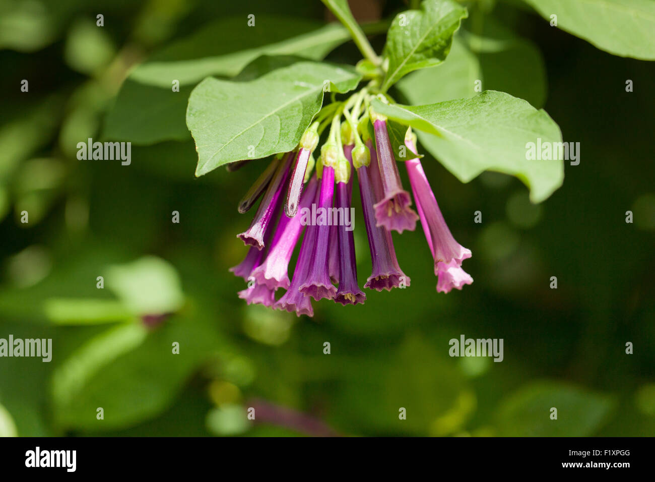 Purple Iochroma flowers Stock Photo - Alamy