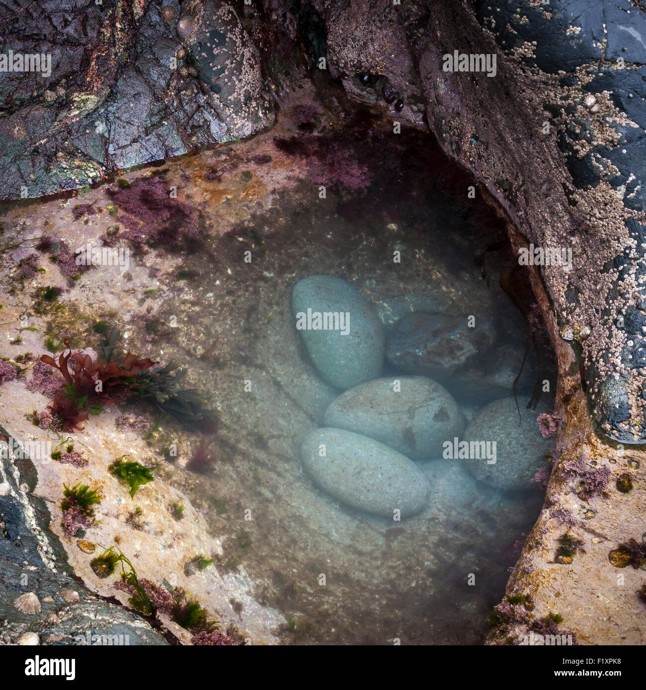 Pebbles nestled in the base of a rock pool at Trefin beach in ...