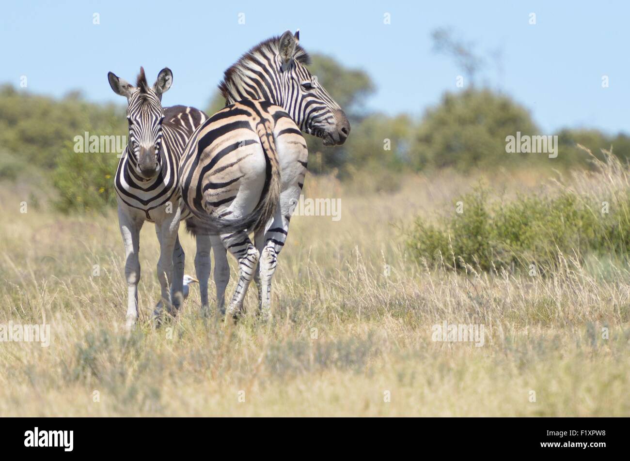 wild animals, zebras Stock Photo - Alamy