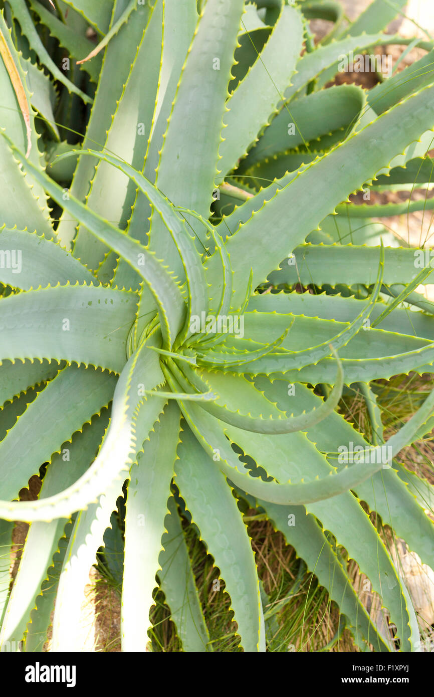 Aloe mutabilis - South Africa native Stock Photo - Alamy